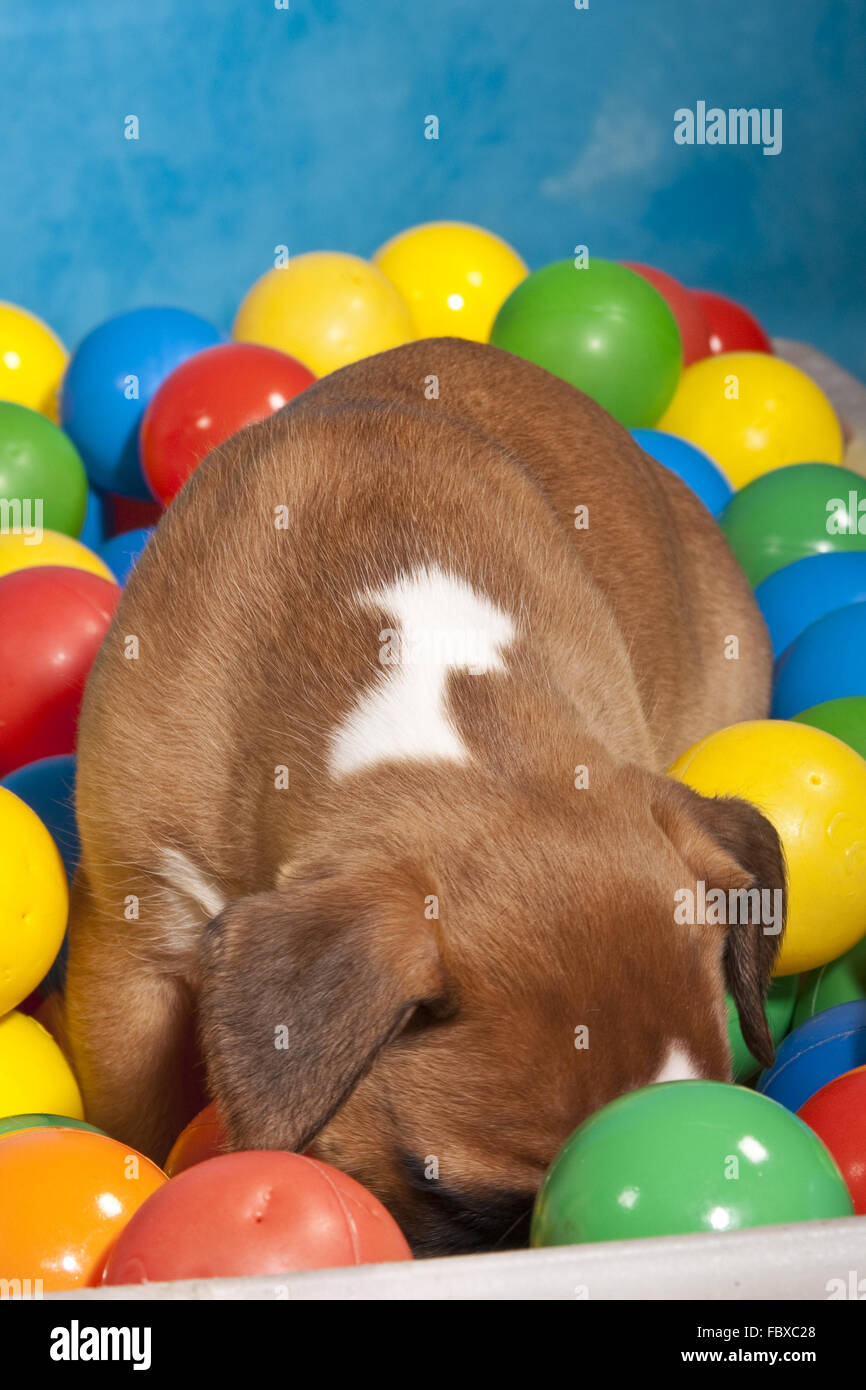 Spielballbecken hi-res stock photography and images - Alamy