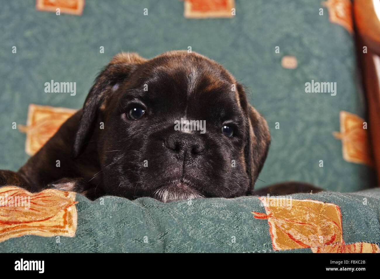 lying Boxer dog puppy in a chair Stock Photo - Alamy