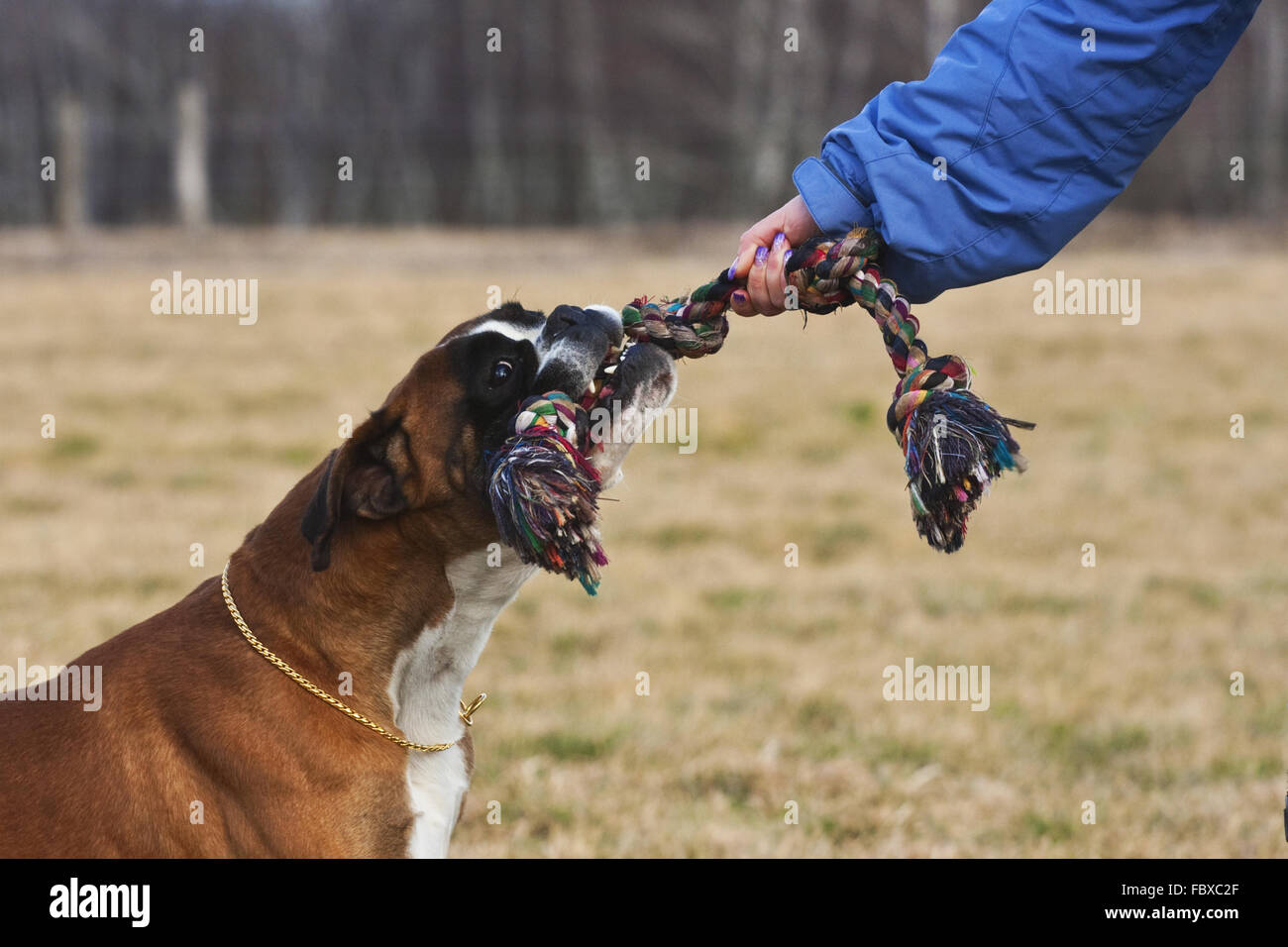 Boxer hund zieht hi-res stock photography and images - Alamy