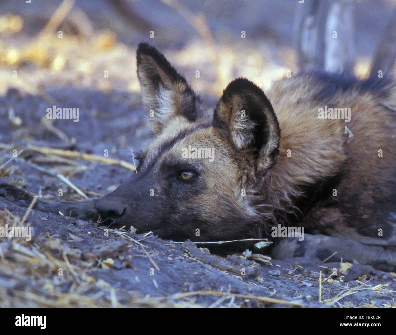 One african wild dog hi-res stock photography and images - Alamy