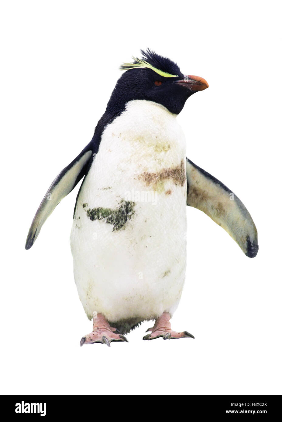 Dirty penguin Cut Out Stock Images & Pictures - Alamy