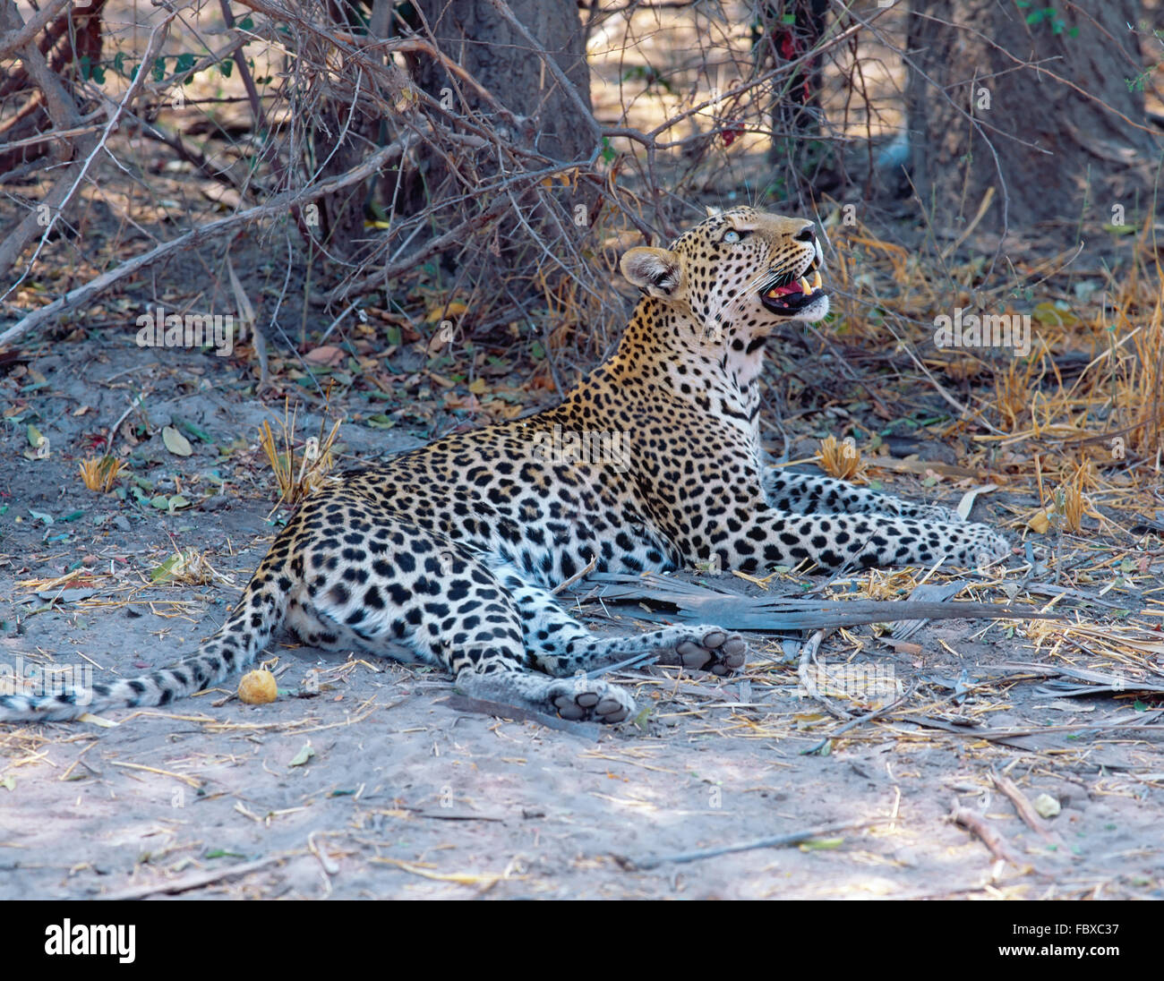 Leopard search hi-res stock photography and images - Alamy