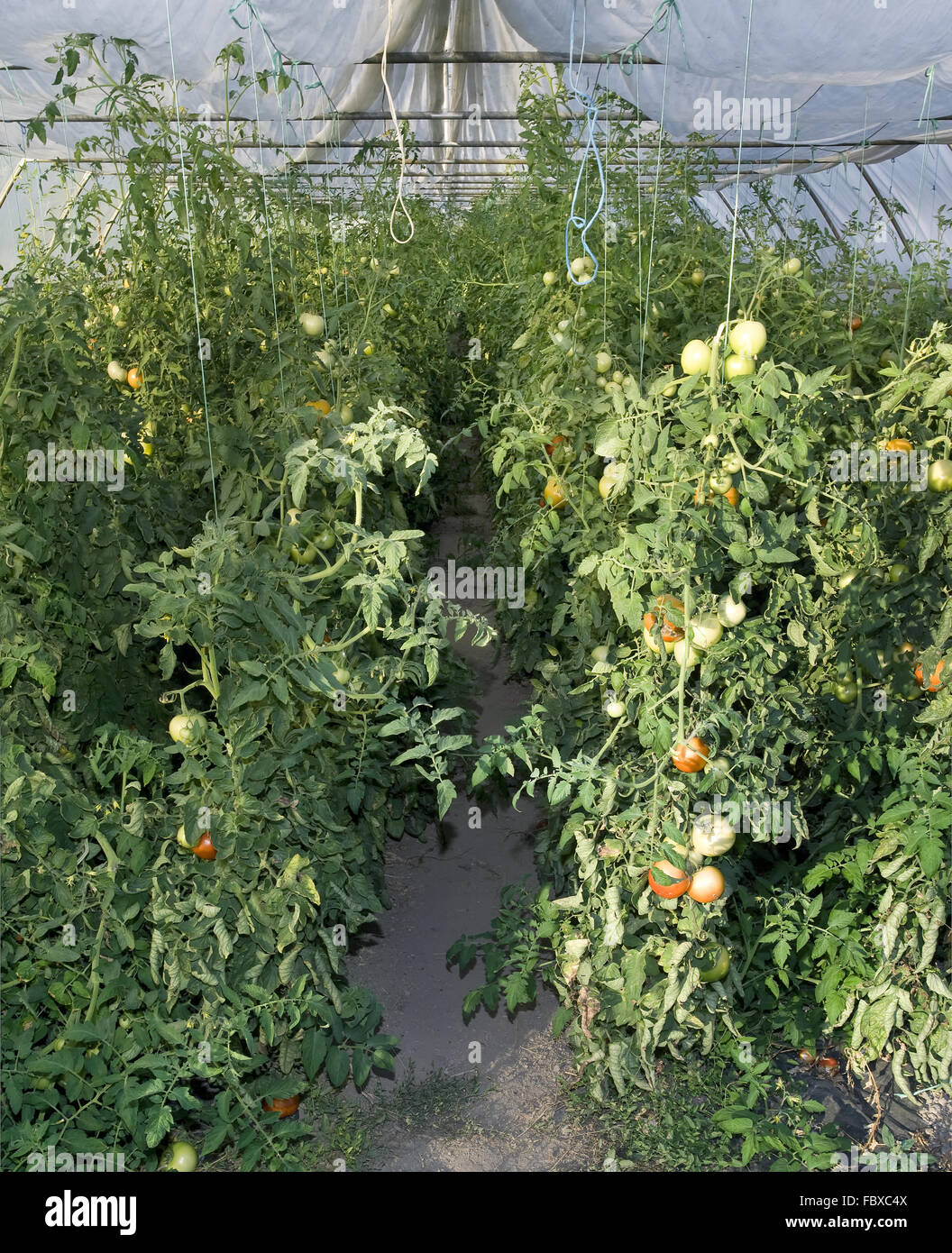 Tomato farming greenhouse hi-res stock photography and images - Alamy