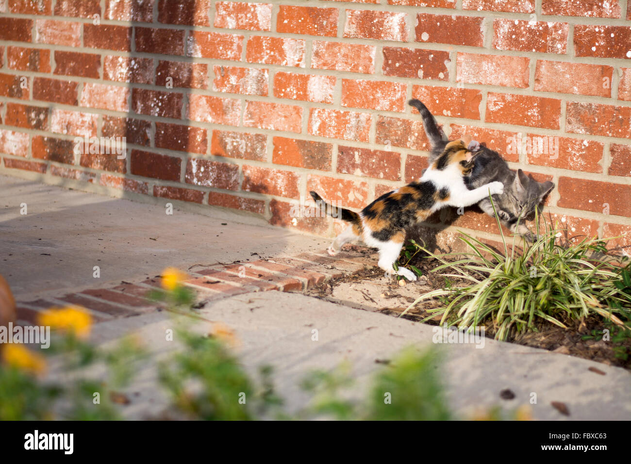 Rambunctious little kittens playing at a doorstep Stock Photo - Alamy