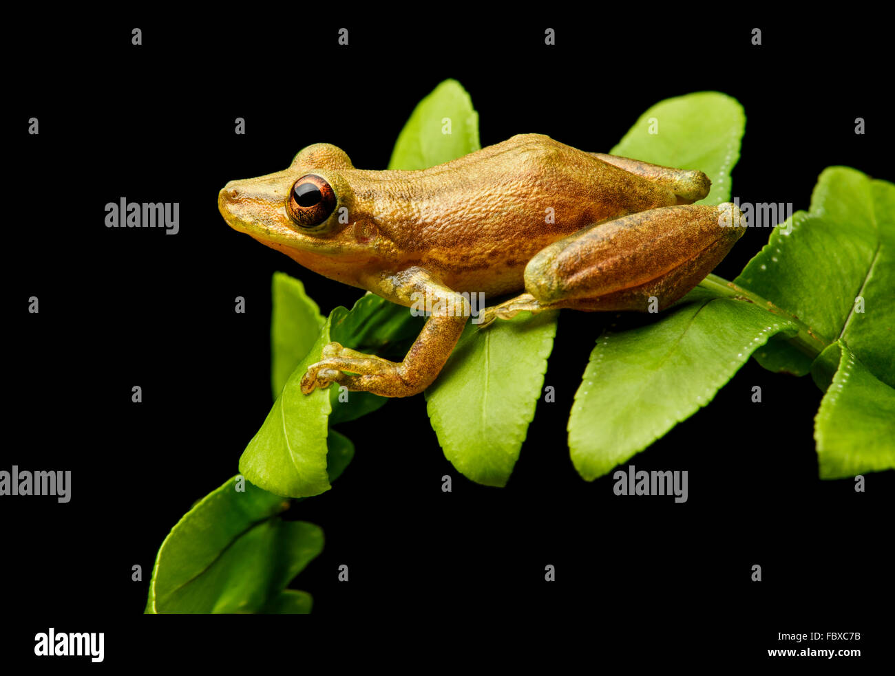 Chocoan rainforest hi-res stock photography and images - Alamy