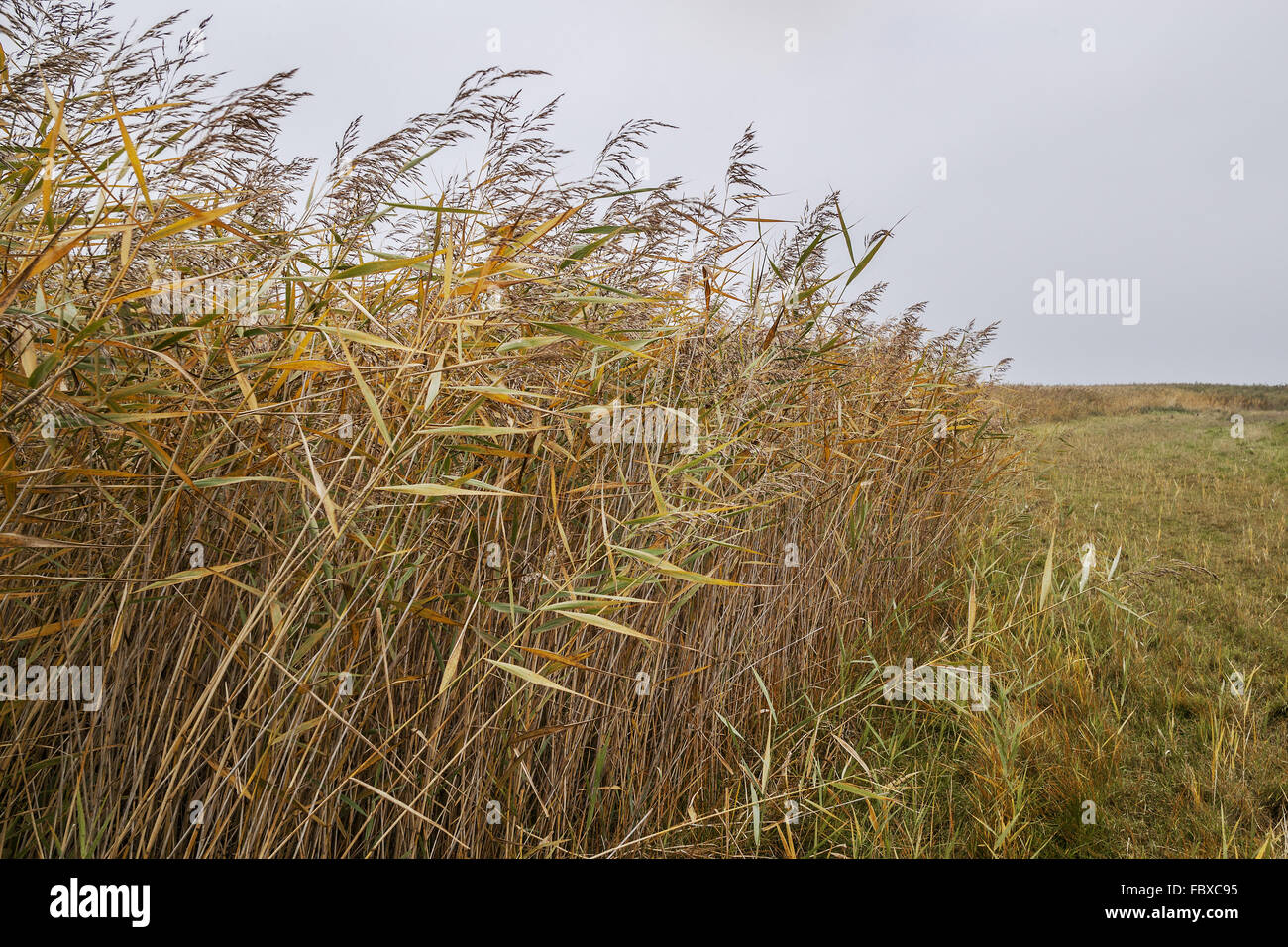 Dyke landscape hi-res stock photography and images - Alamy