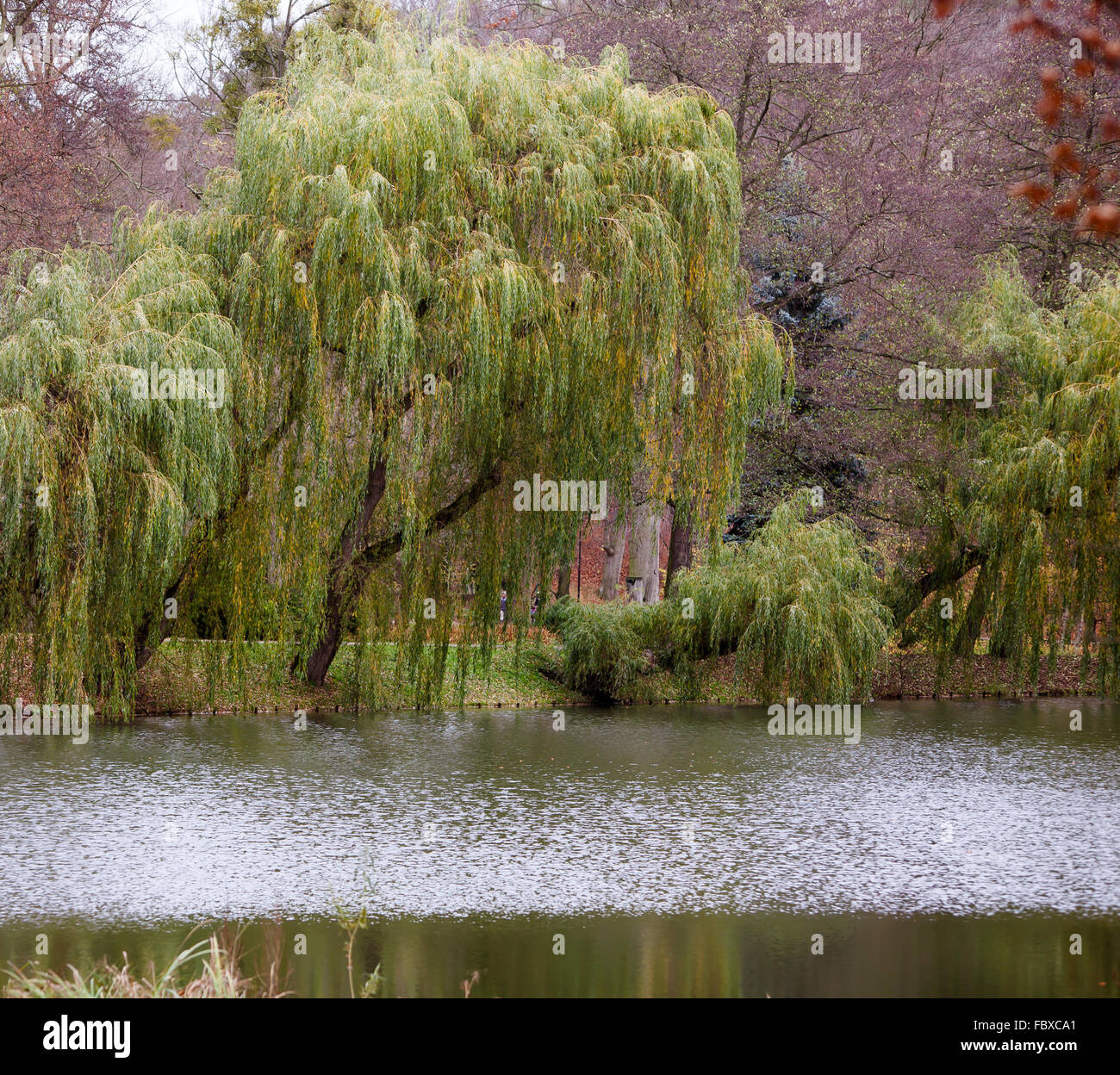 Autumn fall park. Lake and weeping willow tree Stock Photo - Alamy