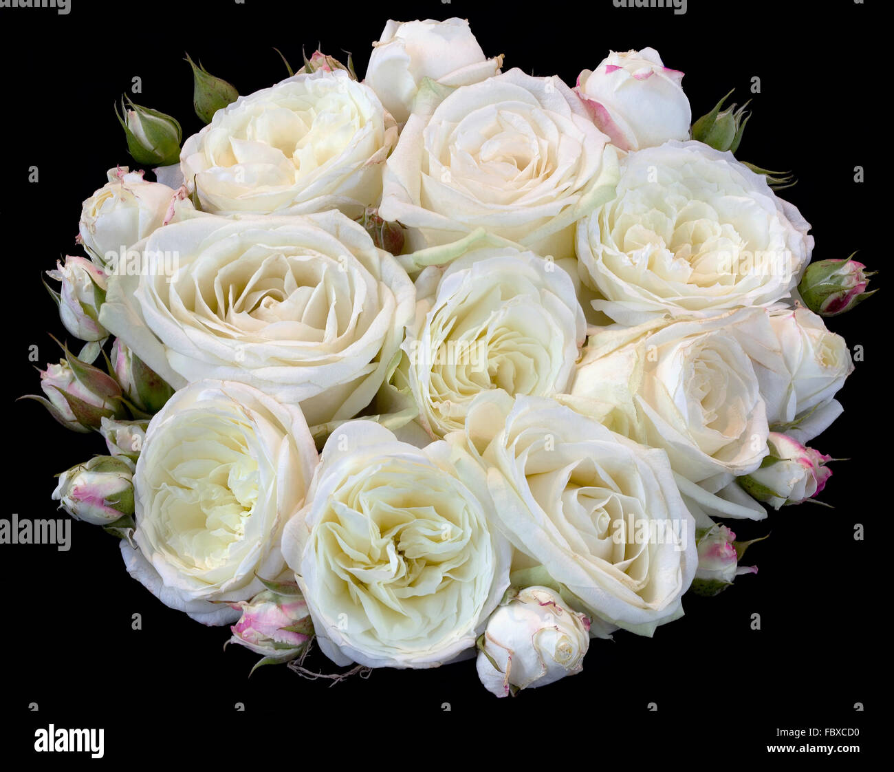 Group roses cut out hi-res stock photography and images - Alamy