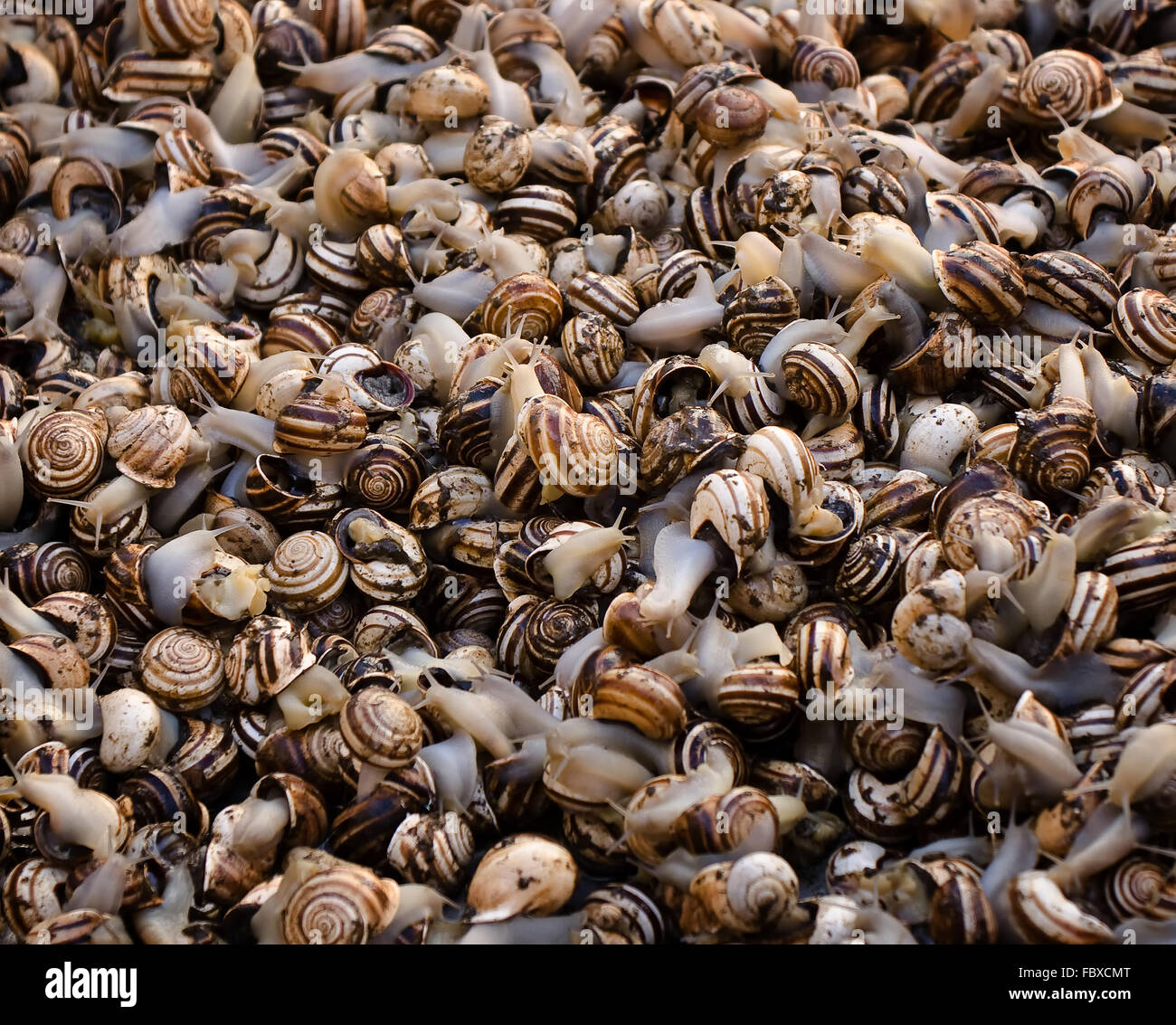 Mediterranean sea snails hi-res stock photography and images - Alamy