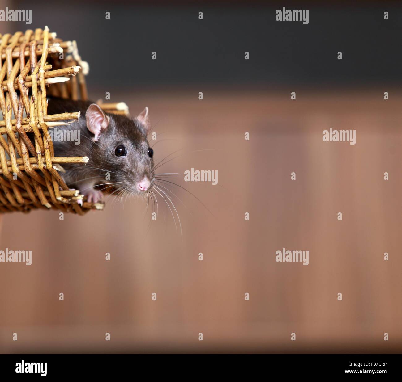 Brown rat closeup hi-res stock photography and images - Alamy