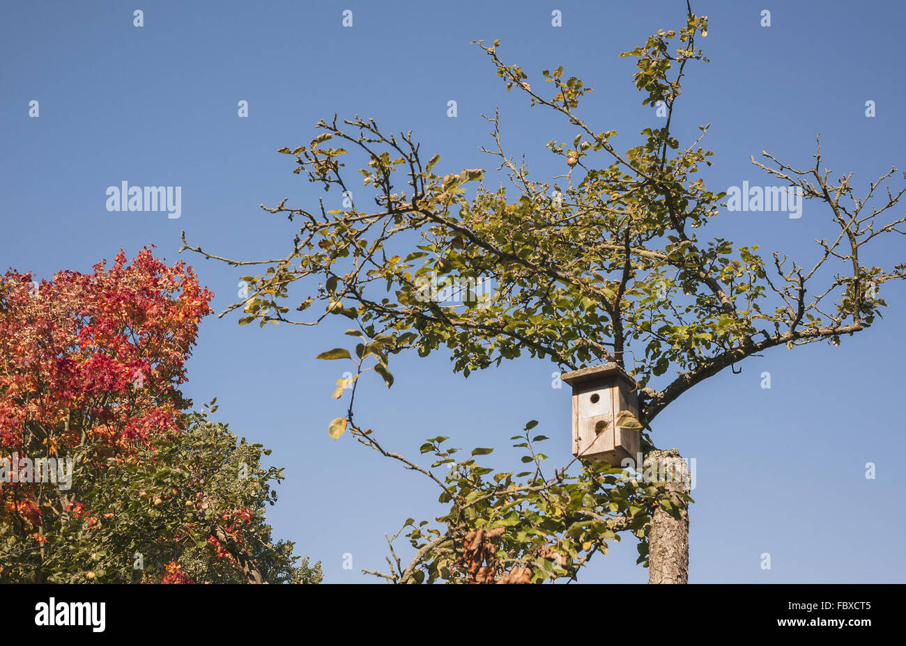 Birdhouses with tree branches hi-res stock photography and images - Alamy