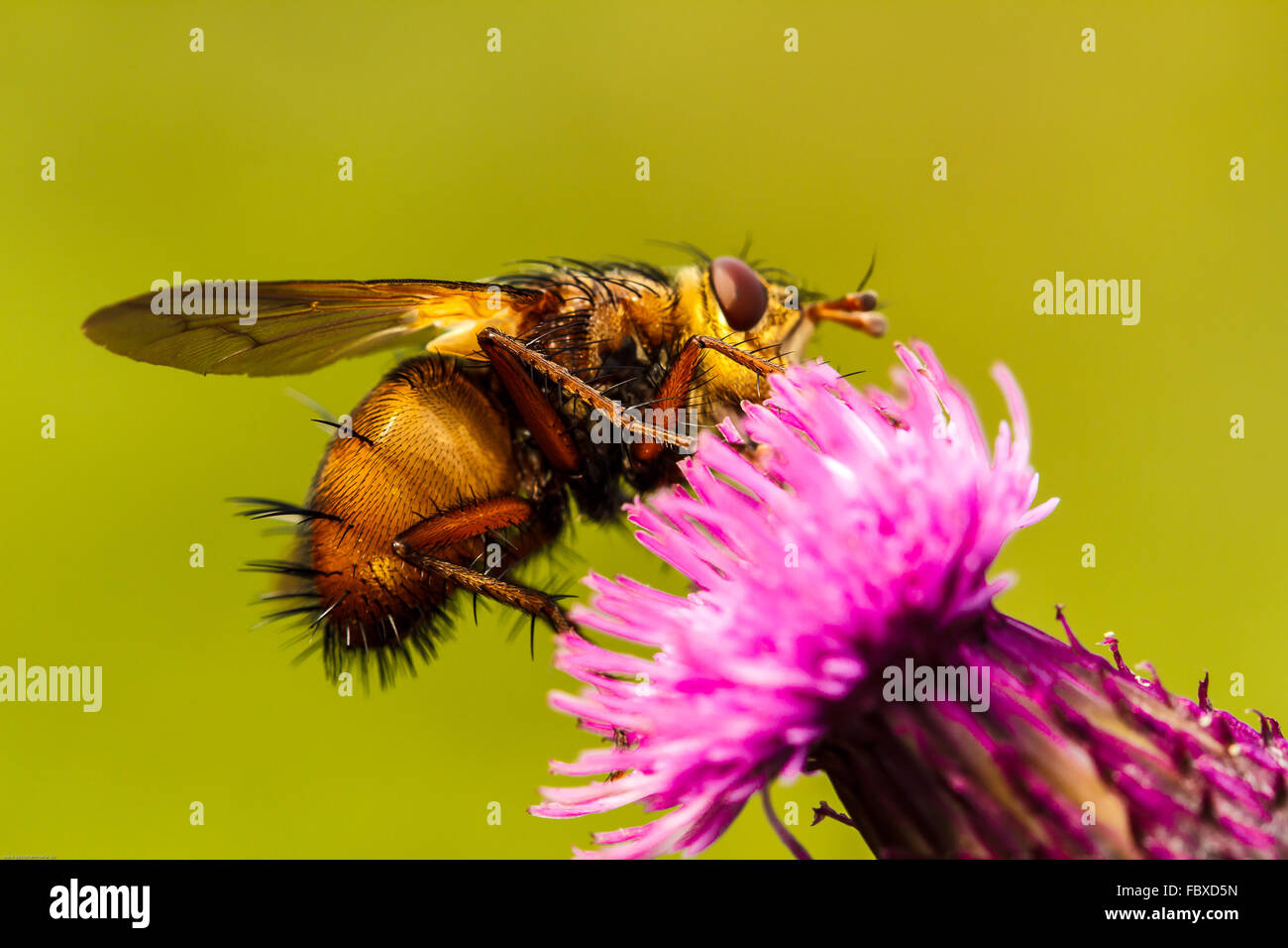 Tachina fera on a thistle Stock Photo - Alamy