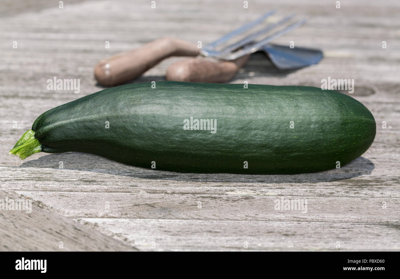 Marrow or courgette on table with gardening tools Stock Photo - Alamy