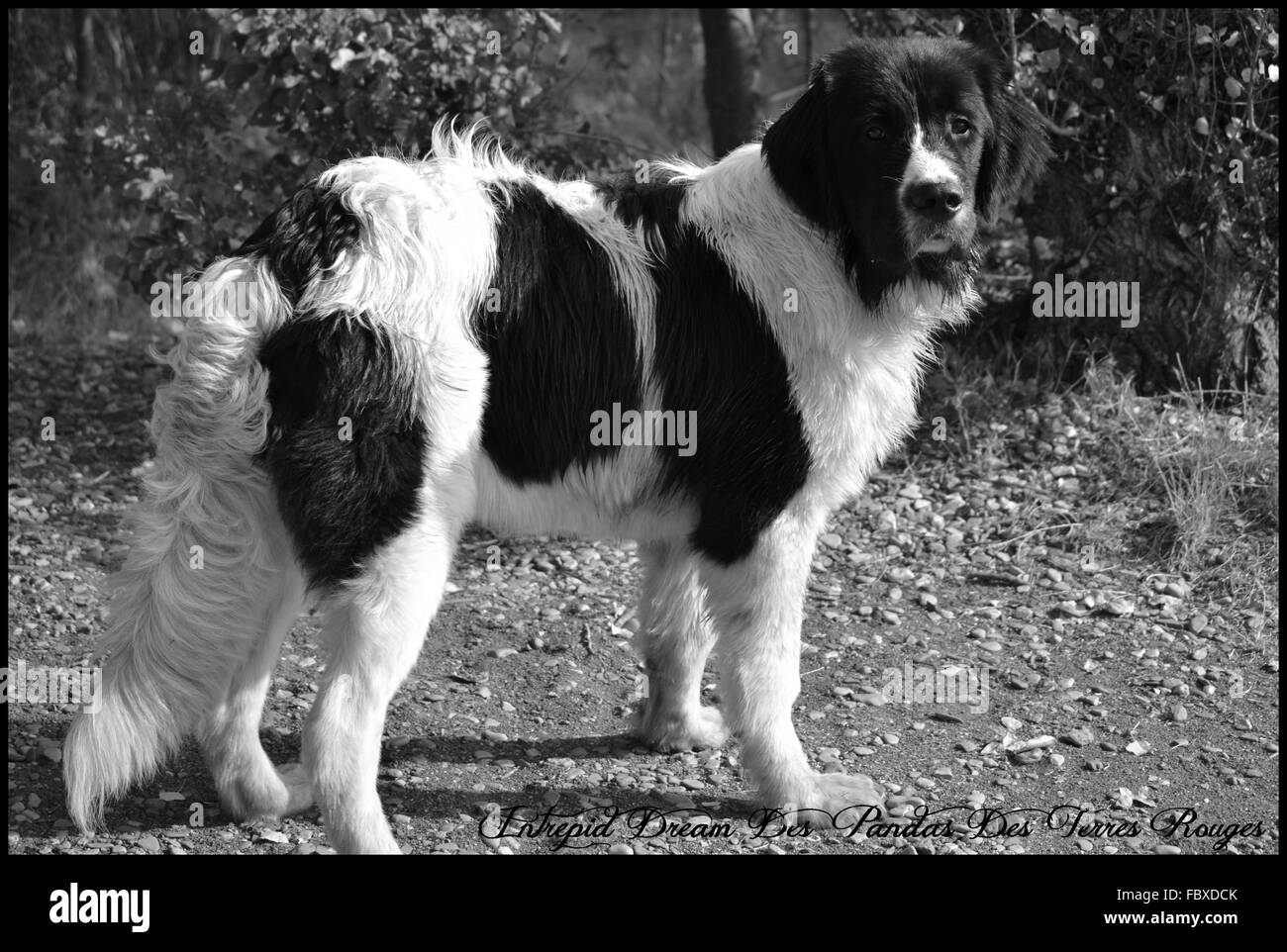 landseer, landseer dog, newfoundland, puppy, water work, waterwork, dog ...