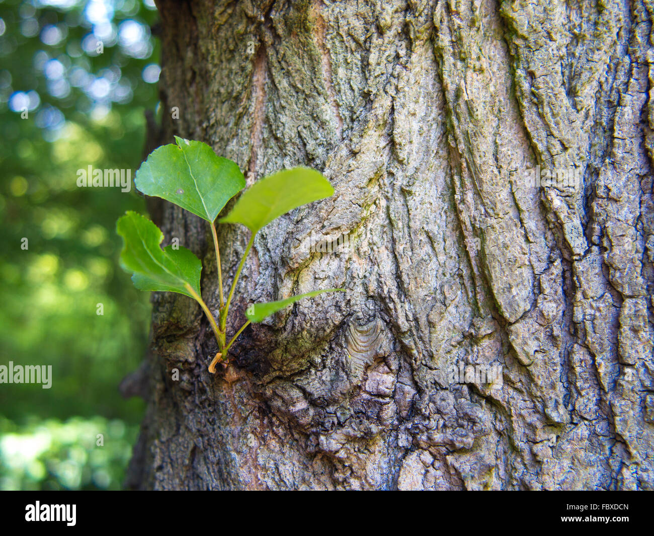 Closeup of bark and new branch with leaves of tree in forest. Nature ...