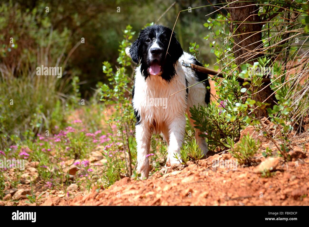 landseer, landseer dog, newfoundland, puppy, water work, waterwork, dog ...