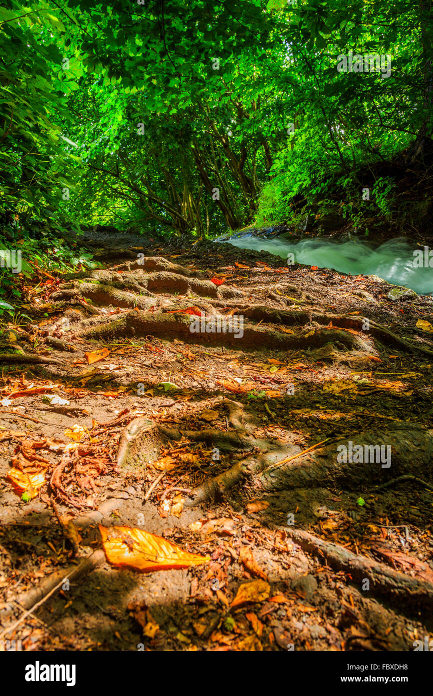 exposed tree roots and stream at Himley hall and Park, Dudley, west ...