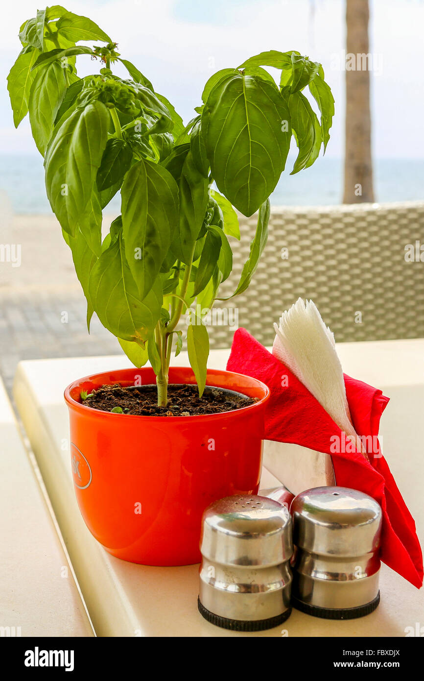 Table set for lunch, dinner or just drinks with plant pot, condiments ...