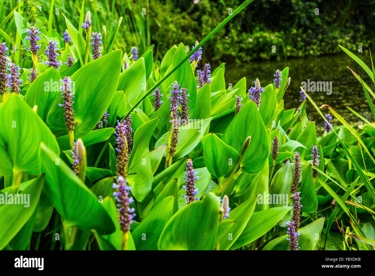 A Pontederia cordata or Pickerel Weed. A waterside plant with blue ...