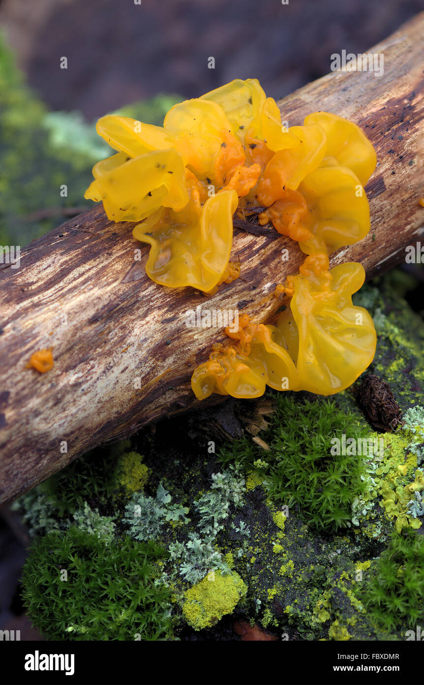 Golden tremella hi-res stock photography and images - Alamy
