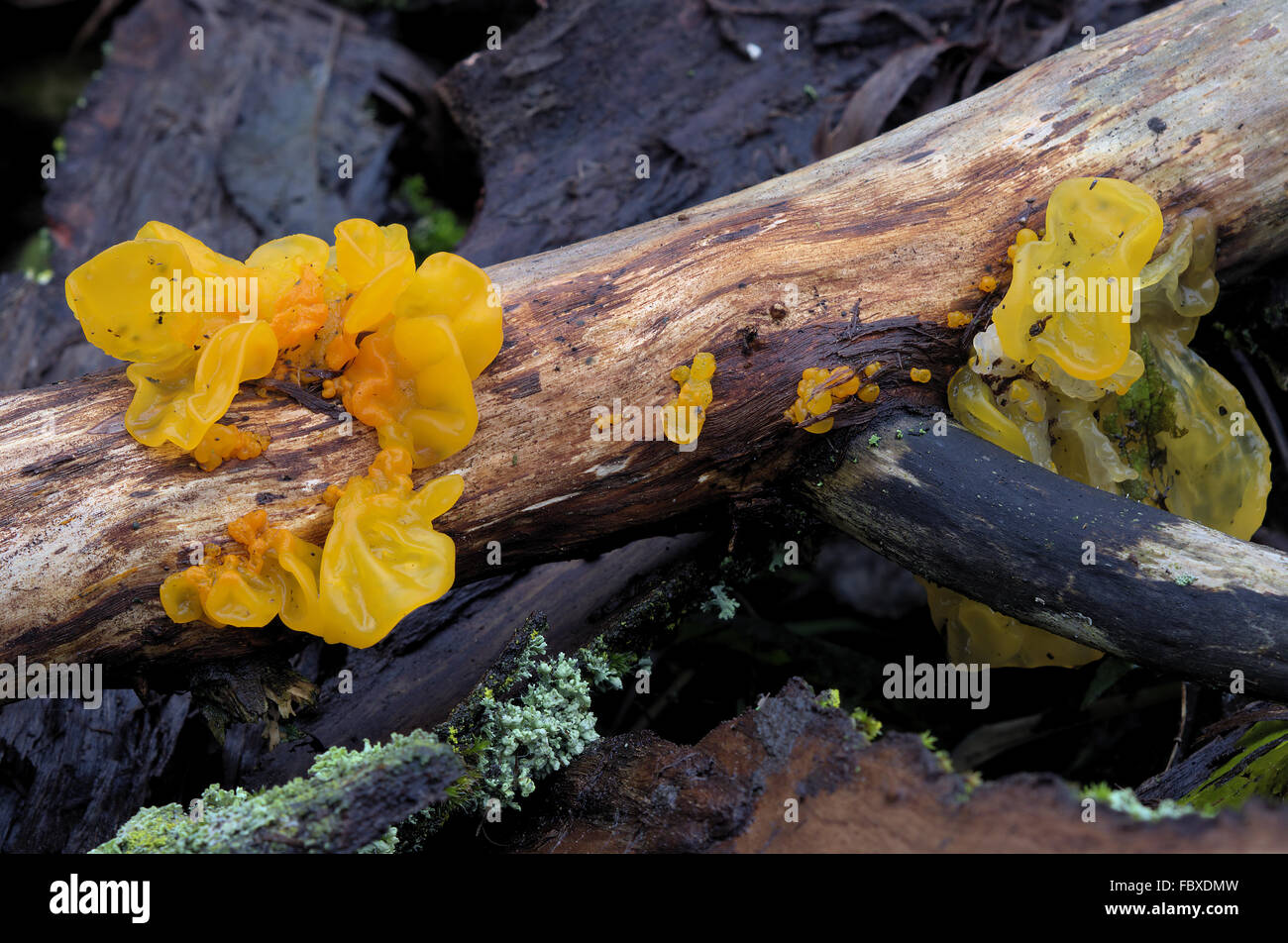 Golden gelly fungus on wood Stock Photo - Alamy