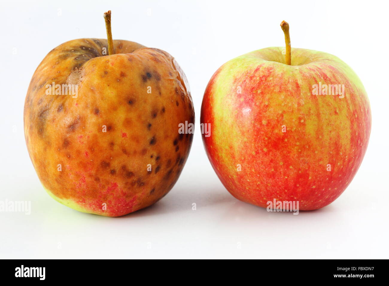 apple spoiled on white background Healthy and rotten apples Stock Photo ...