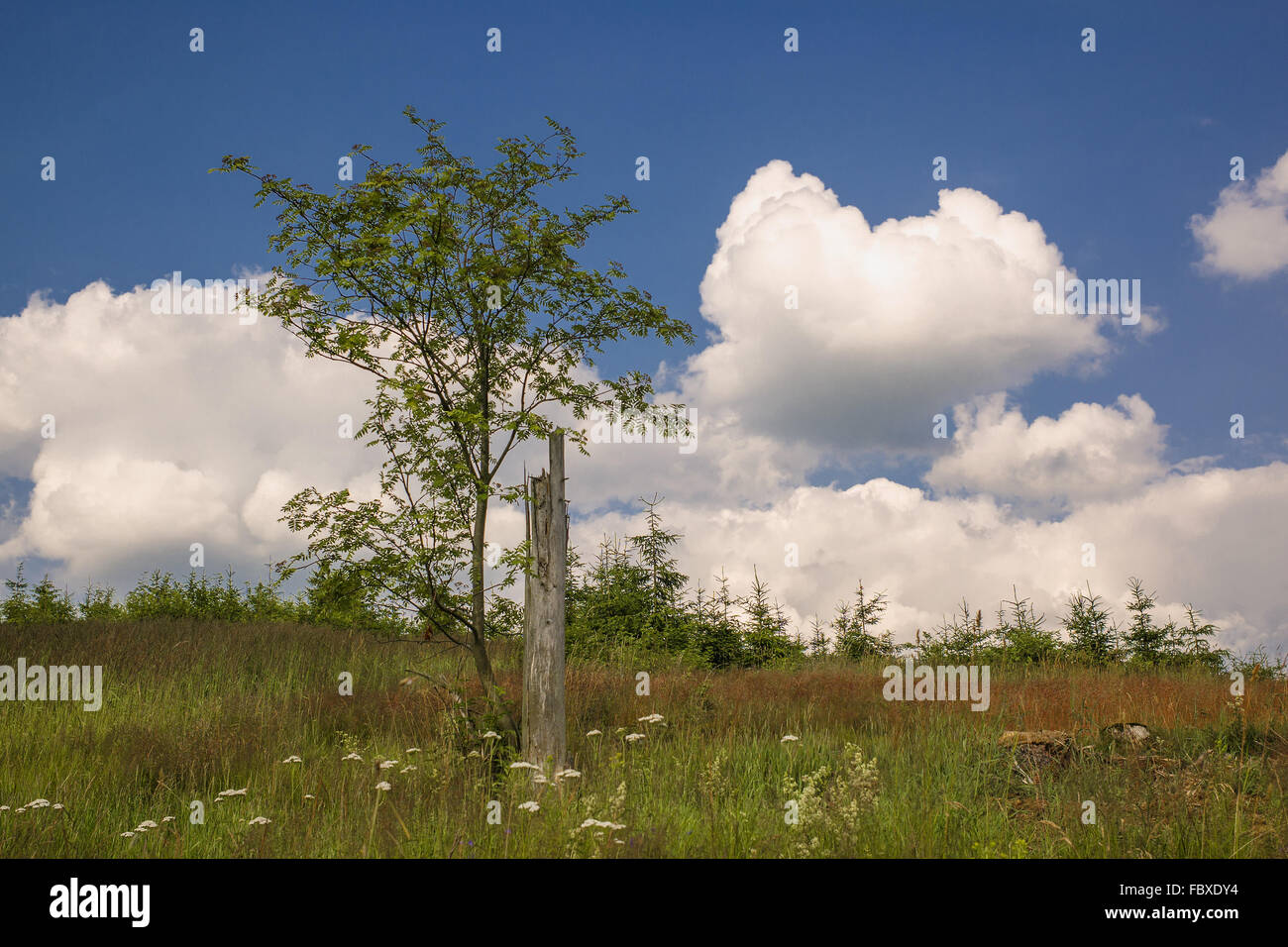 Spruce tree stumps hi-res stock photography and images - Alamy