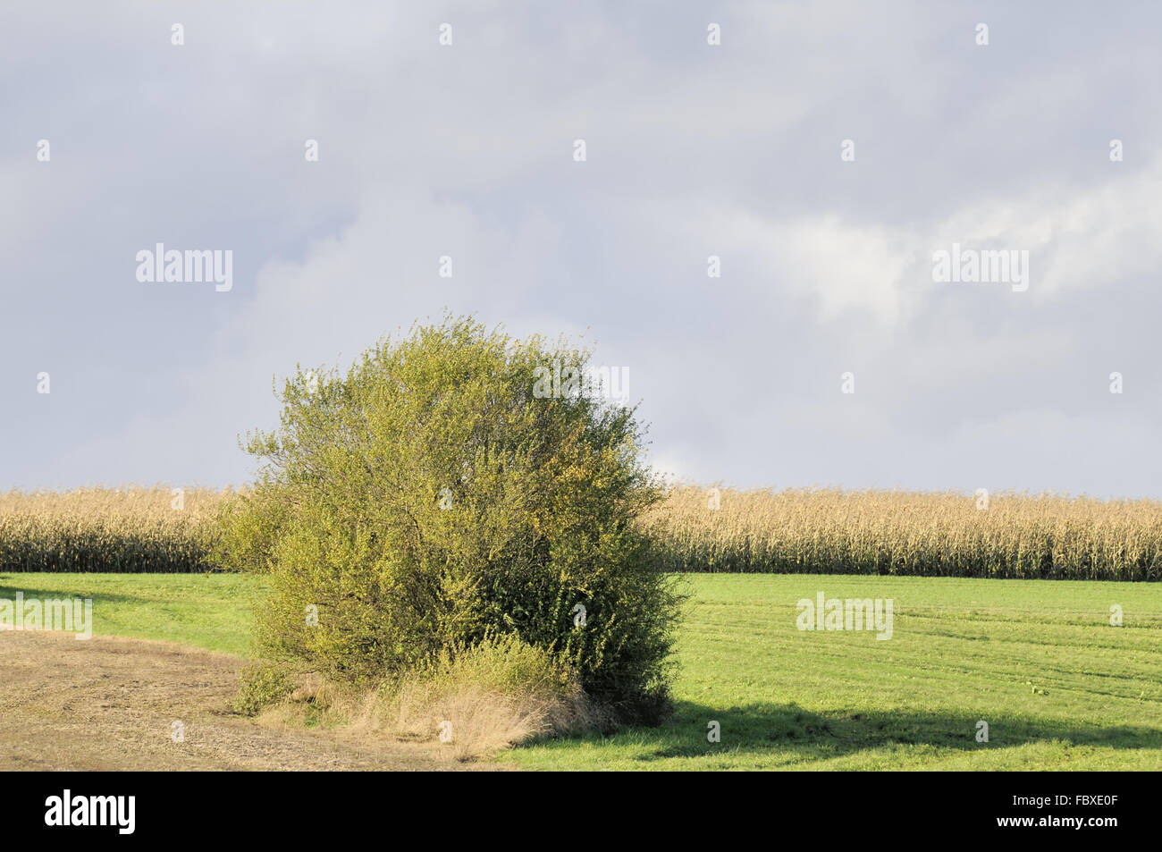 Fall in bush hi-res stock photography and images - Alamy