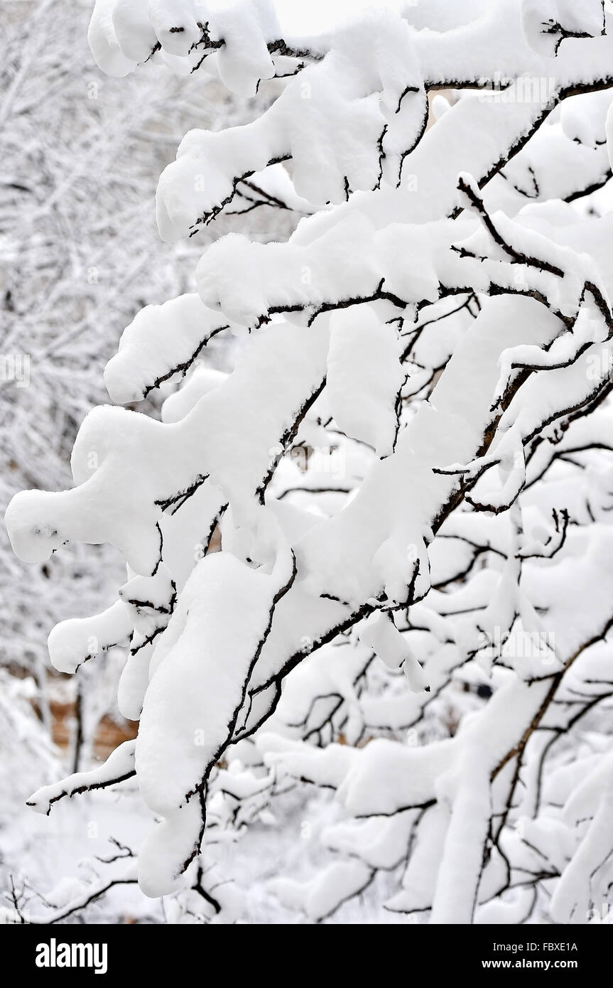 Winter scene with tree branches loaded with snow after heavy snowfall ...