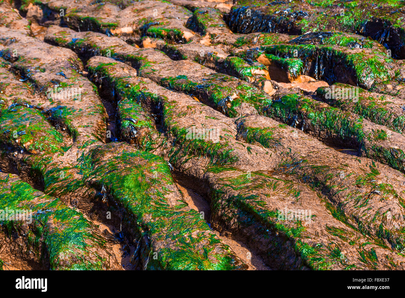 Weathered rocks with green seaweed on the beach in Devon Stock Photo ...