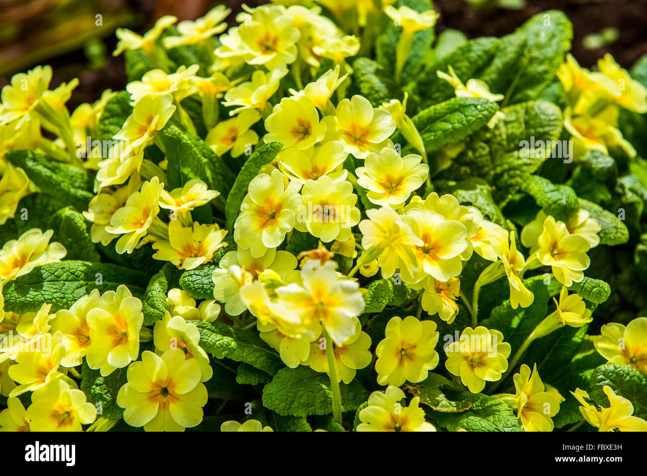 Primroses colourful woodland flowers hi-res stock photography and ...