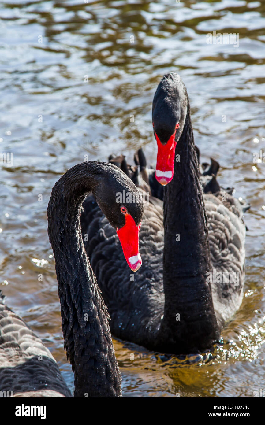 Dawlish swans hi-res stock photography and images - Alamy