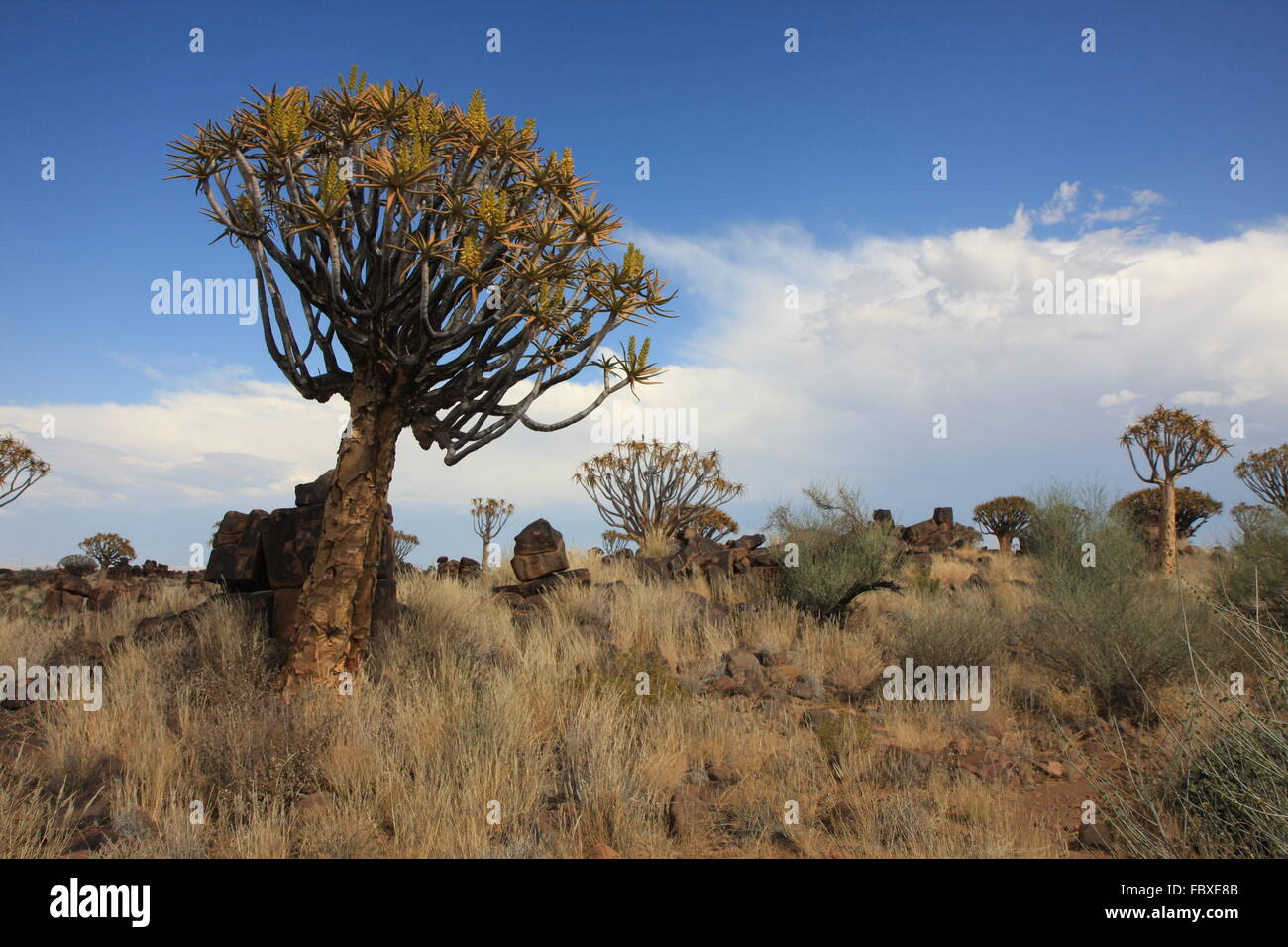 Quiver Tree Forest Namibia Stock Photo - Alamy