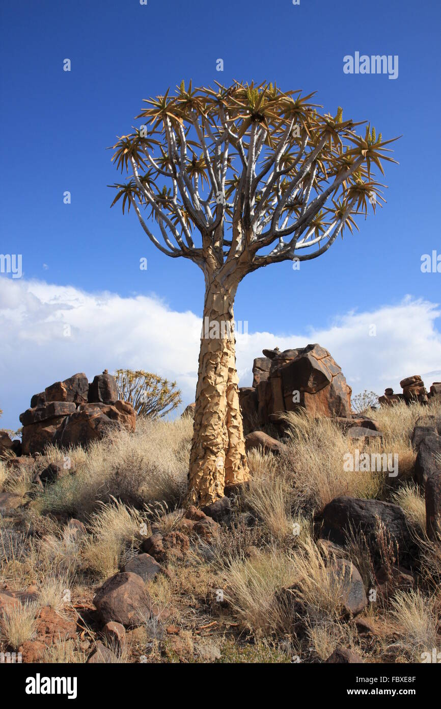 Quiver Tree Forest Namibia Stock Photo - Alamy