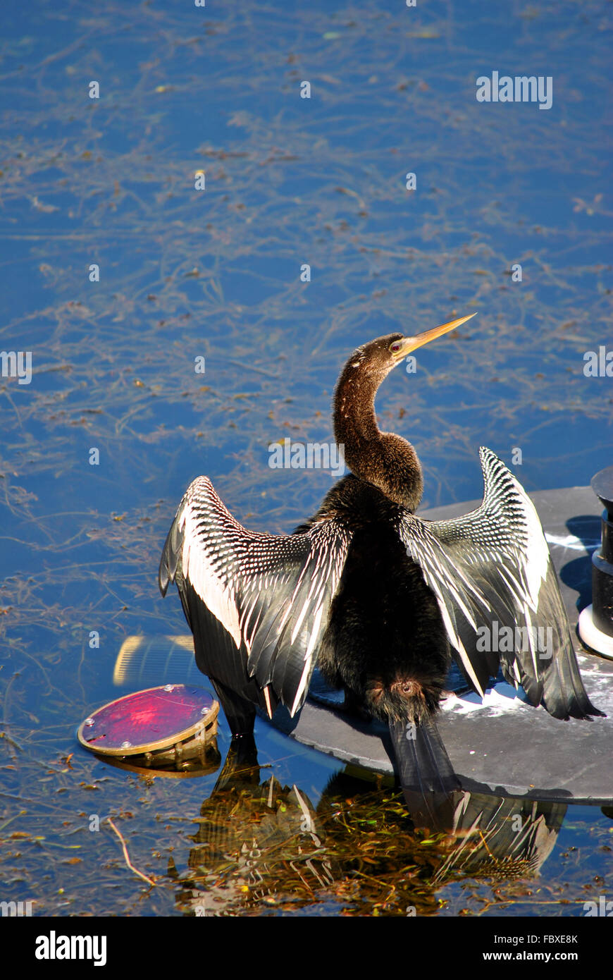 Snakebird Latin name Anhinga anhinga drying feathers after diving Stock Photo - Alamy