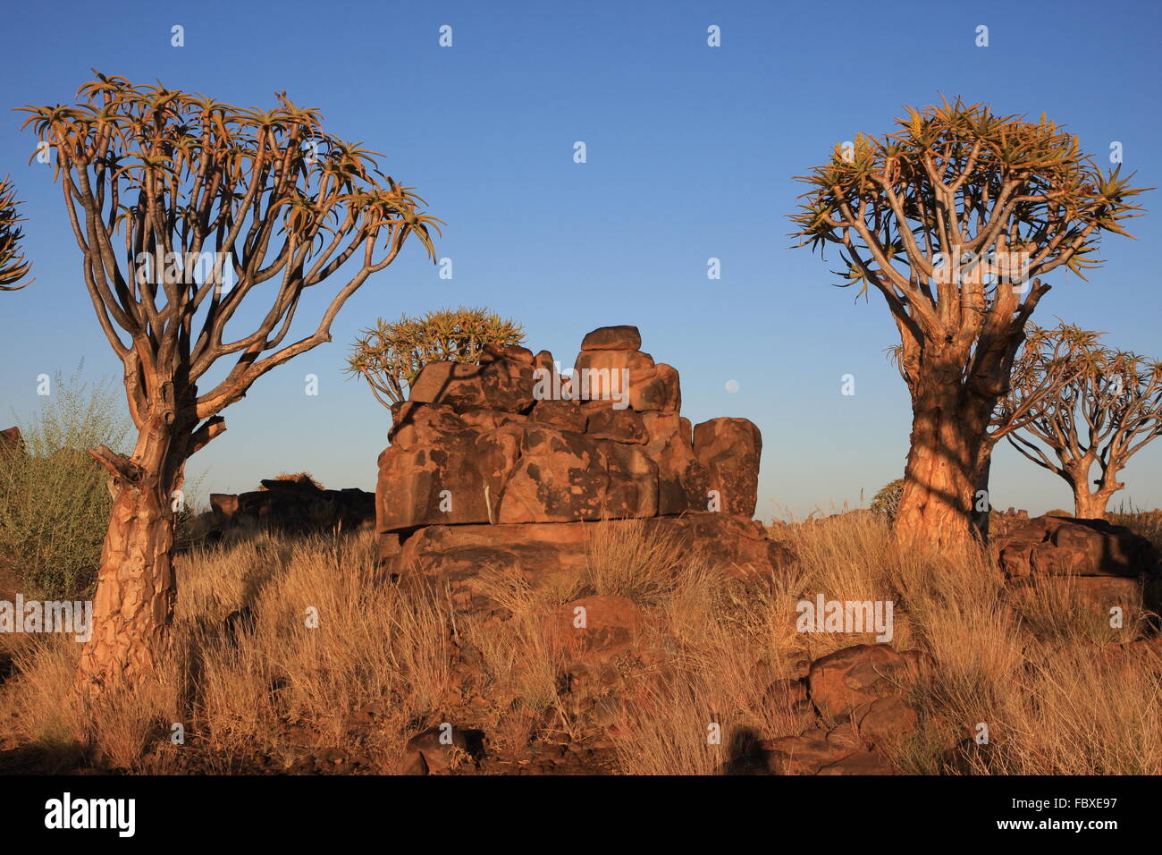 Quiver Tree Forest Namibia Stock Photo - Alamy