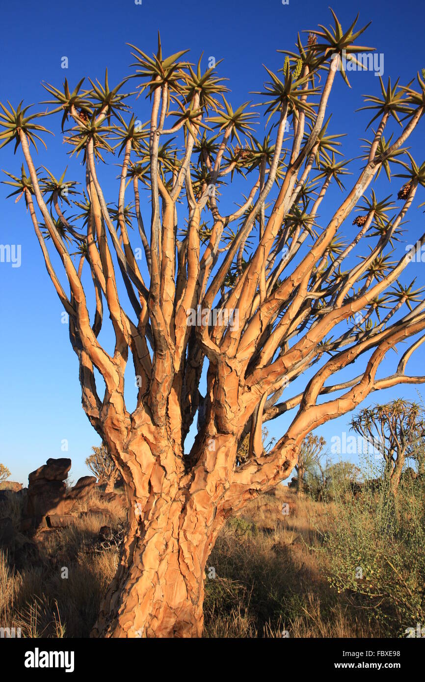 Quiver Tree Forest Namibia Stock Photo - Alamy