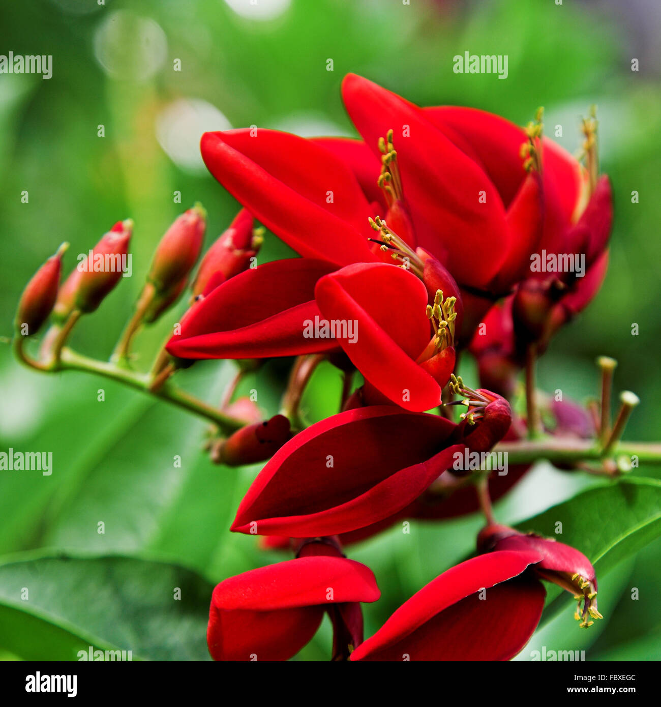 Erythrina hi-res stock photography and images - Alamy