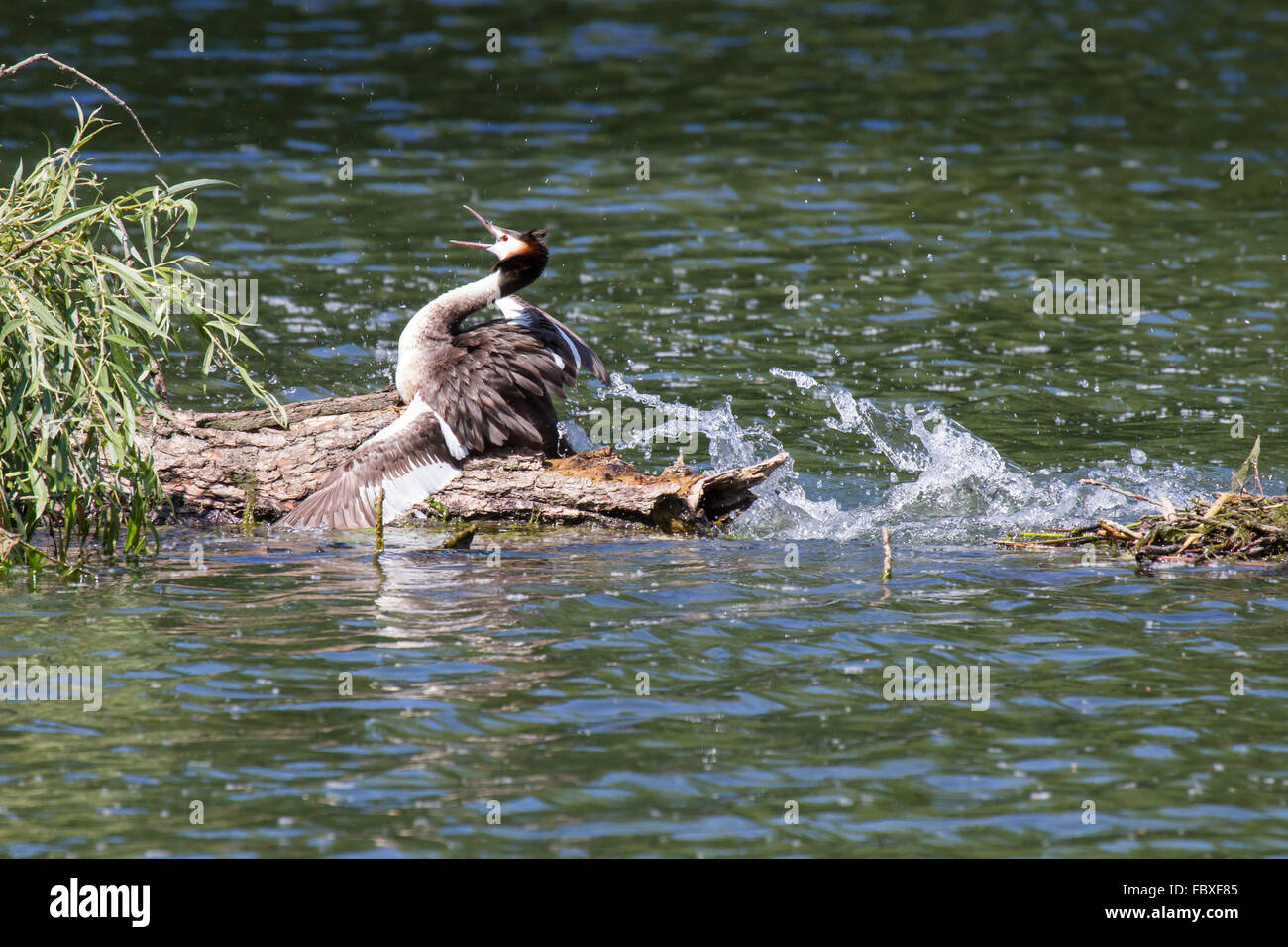crested grebe 6 Stock Photo - Alamy