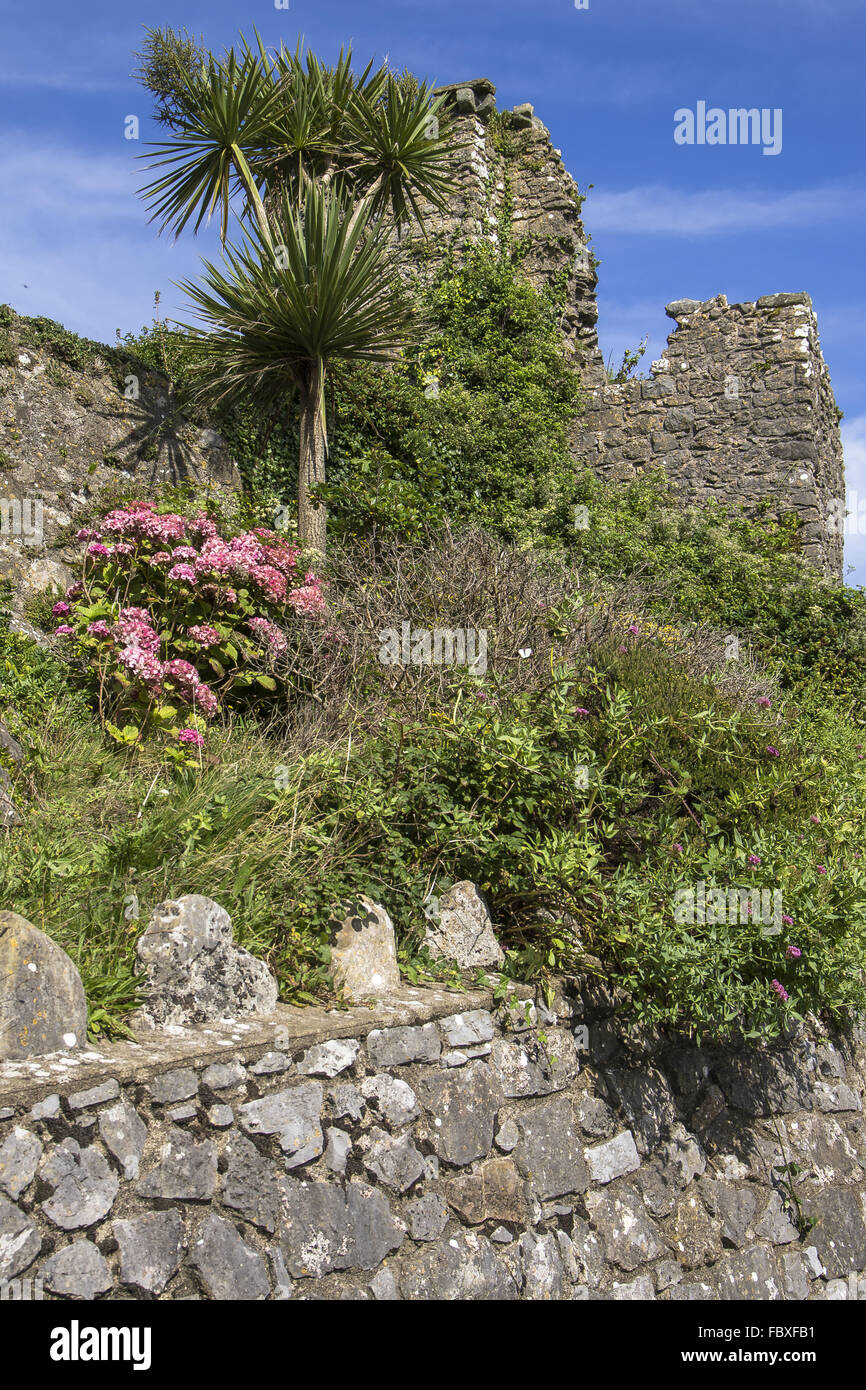 Irische blume hi-res stock photography and images - Alamy