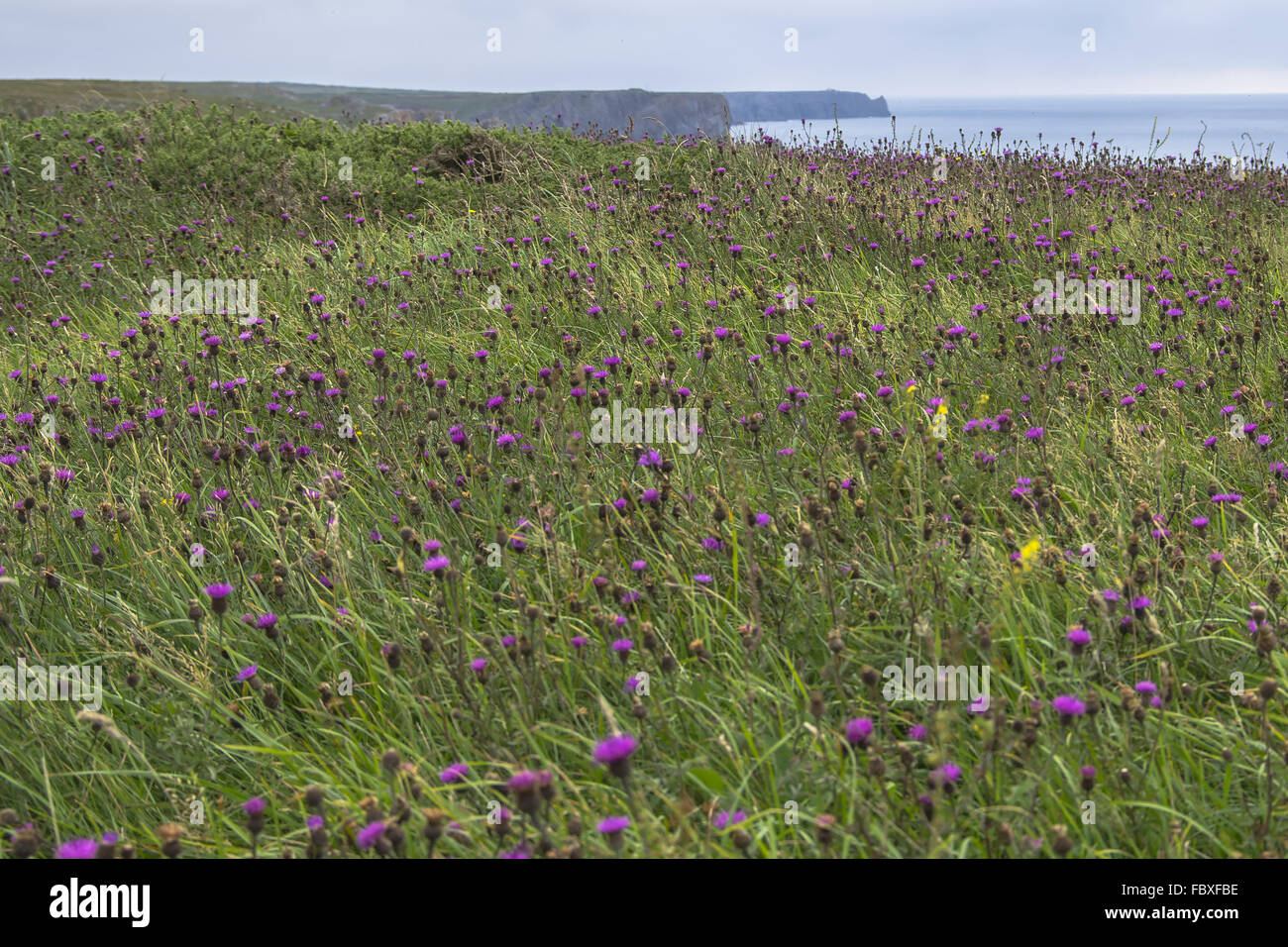 Sparse hi-res stock photography and images - Alamy