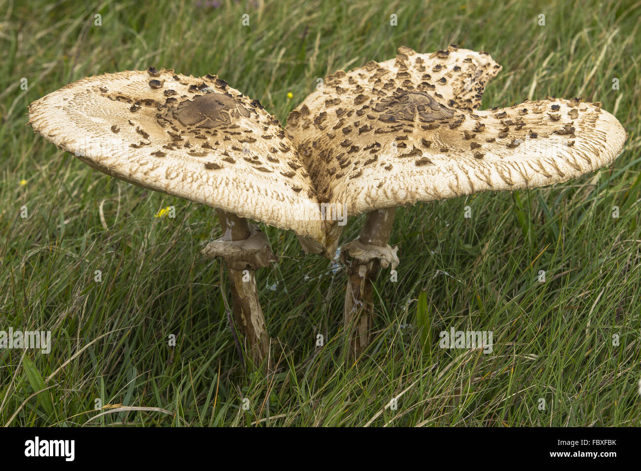 Irish mushrooms hi-res stock photography and images - Alamy