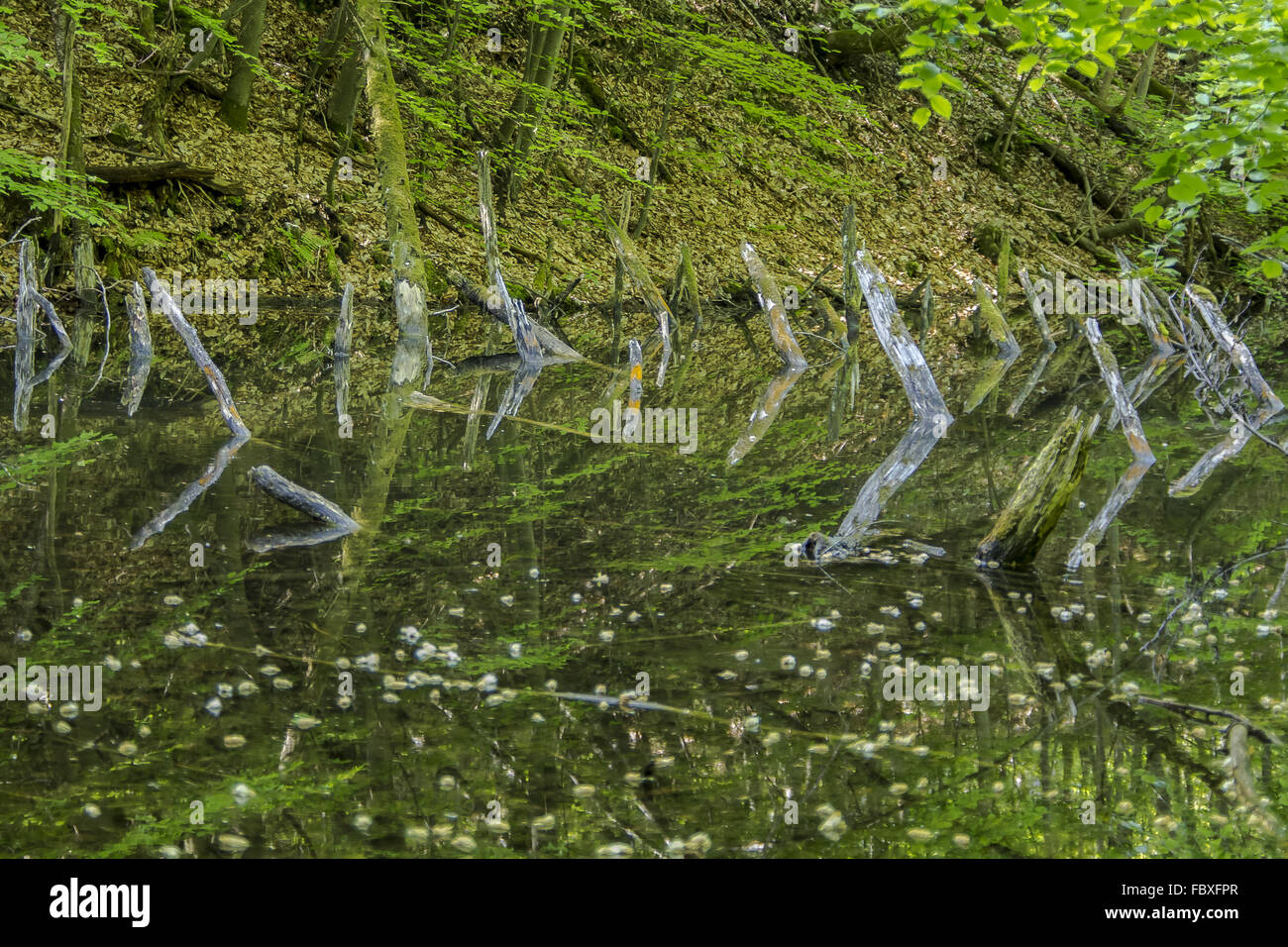 Pond on M├╢ssingen rockfall Stock Photo - Alamy