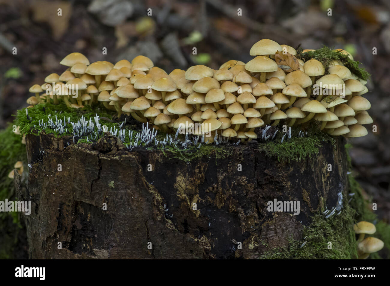 Root rot hi-res stock photography and images - Alamy