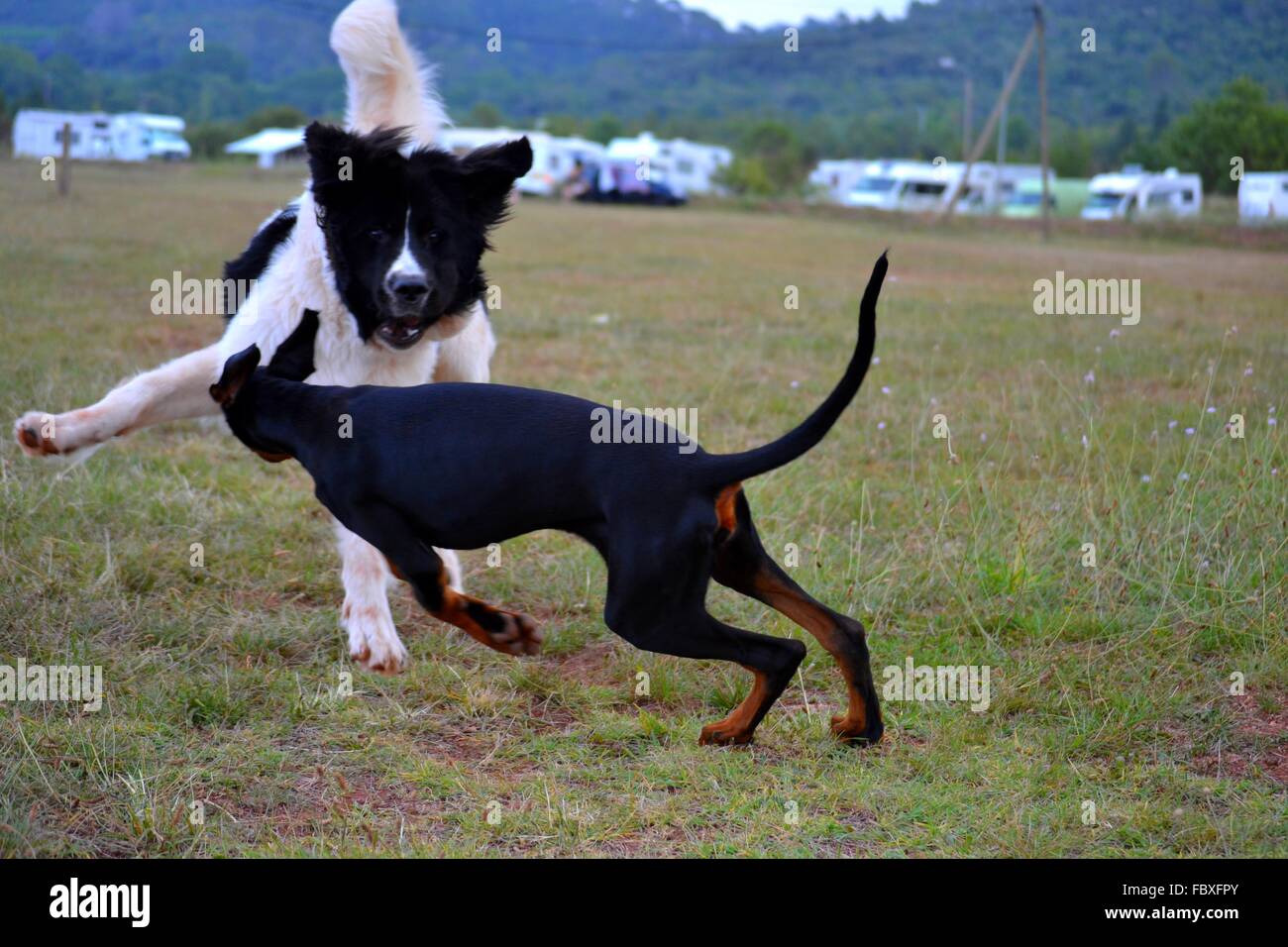 landseer, landseer dog, newfoundland, puppy, water work, waterwork, dog ...