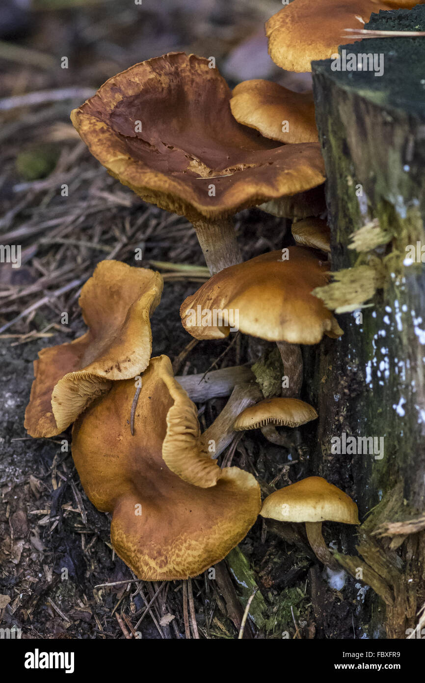 Root rot hi-res stock photography and images - Alamy