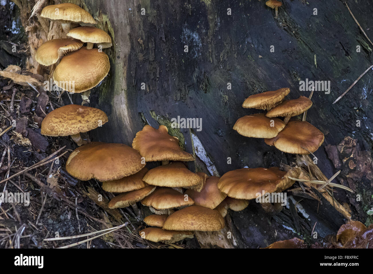 Armillaria root rot hi-res stock photography and images - Alamy