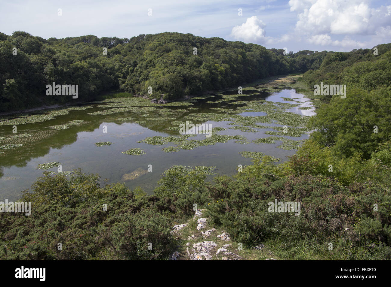 Lily ponds hi-res stock photography and images - Alamy