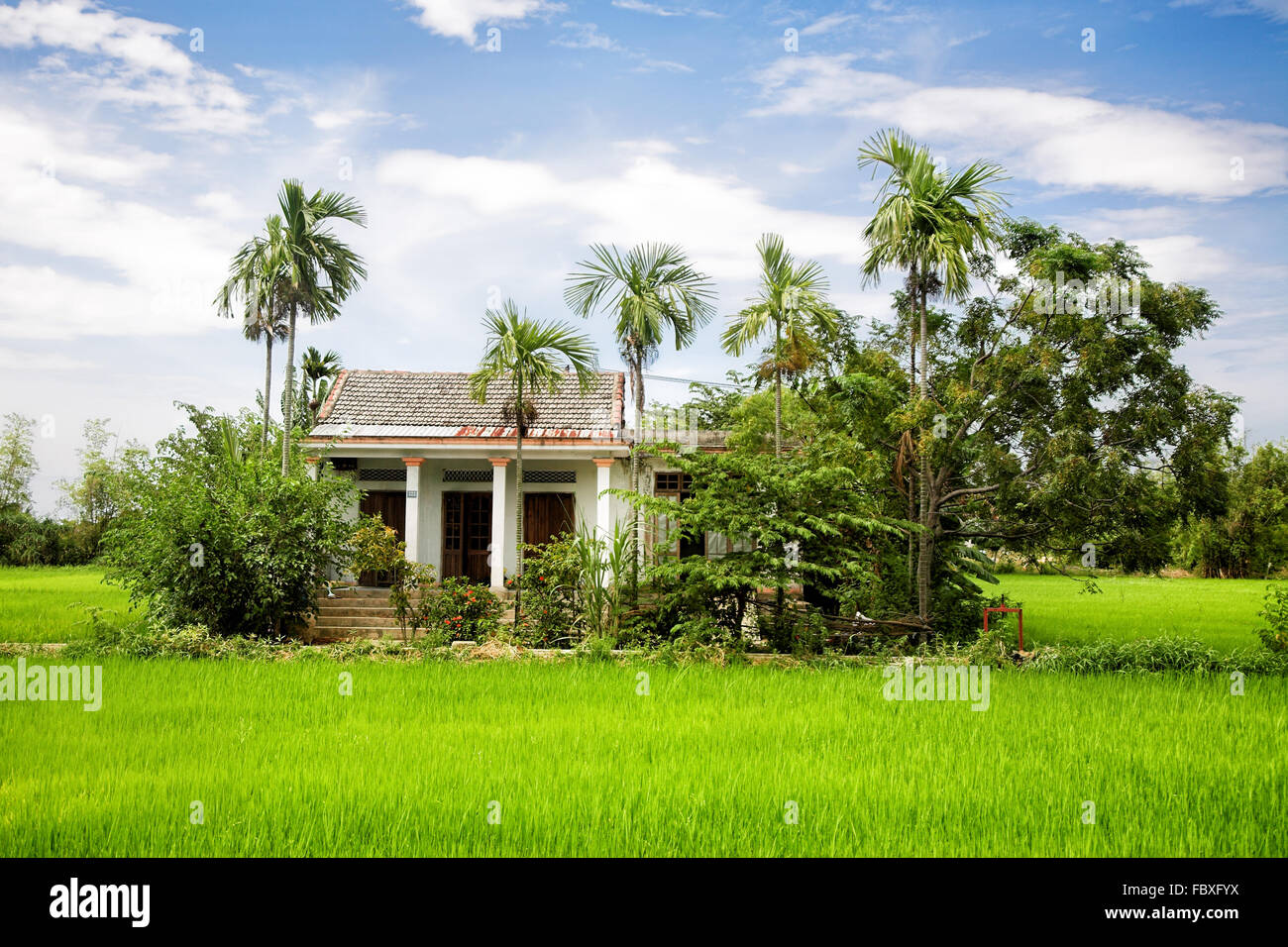 House in Green rice field, Vietnam Stock Photo - Alamy