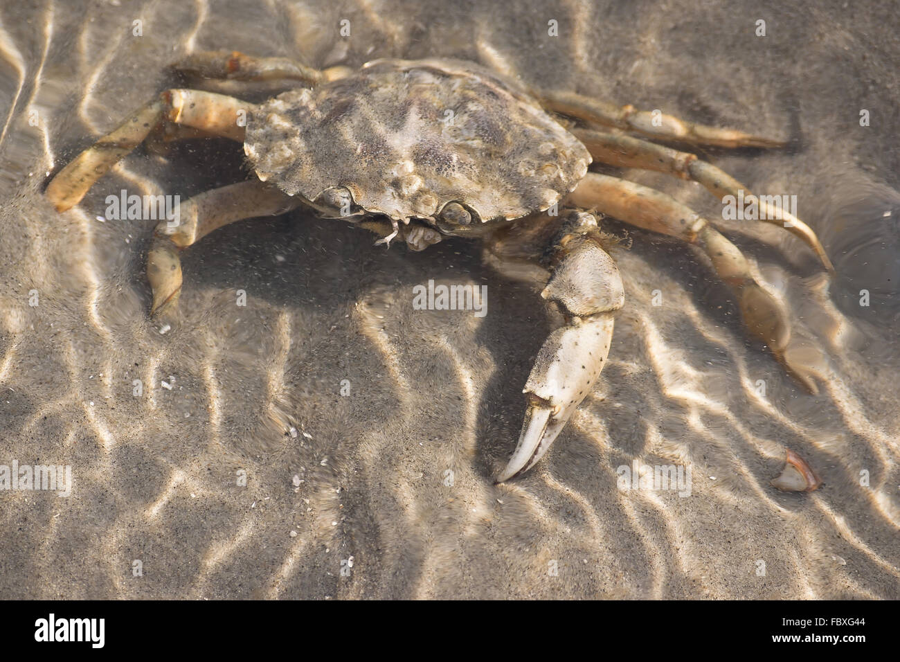 Common Shore Crab High Resolution Stock Photography and Images - Alamy